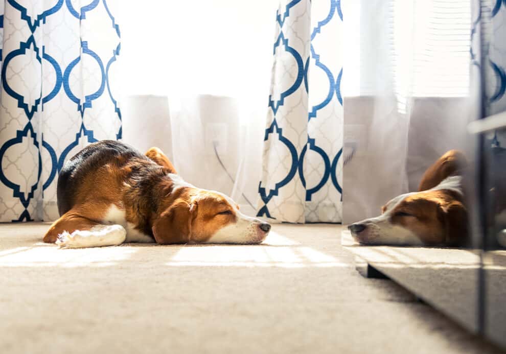 An Expert Guide To Thermal/Insulating Carpet Underlay